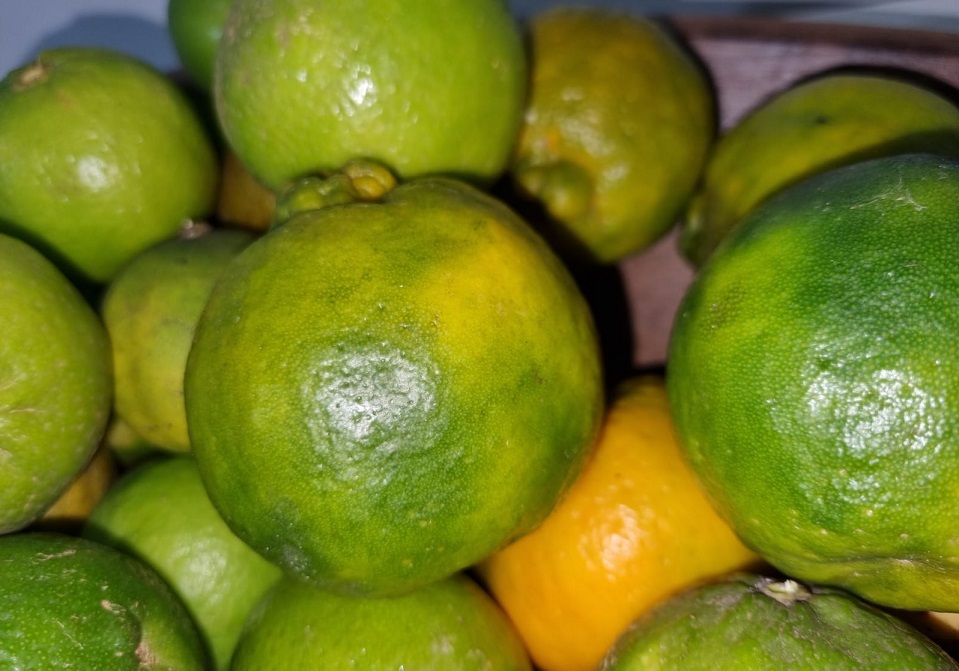 Na Feira do Centro, uma fruta de origem japonesa que fortalece contra ...